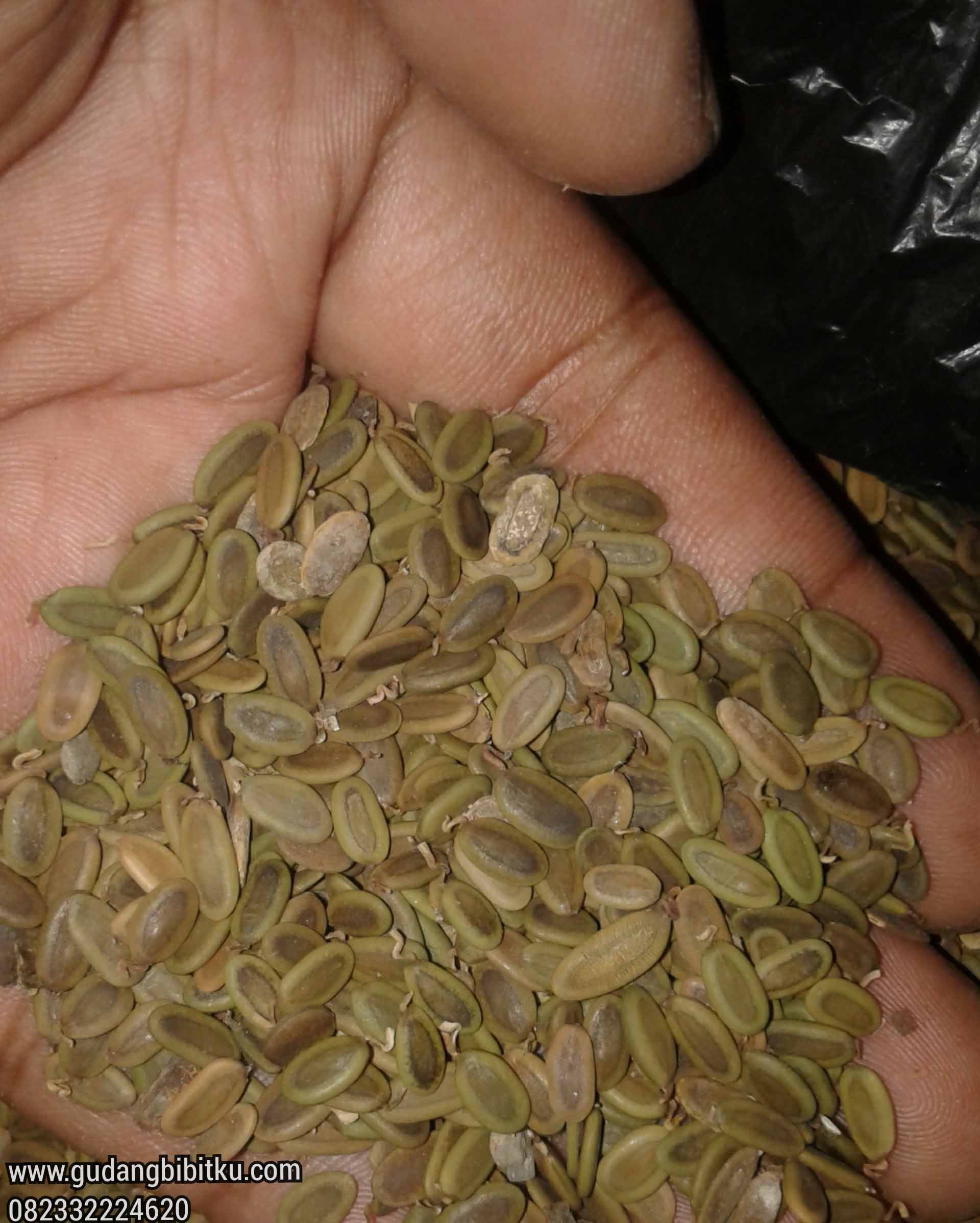 Jual Biji Pohon Sengon Siap Semai Berkualitas 082332224620 | Gudang Bibitku Jual Biji Pohon Sengon Siap Semai Berkualitas 082332224620 | Gudang Bibitku