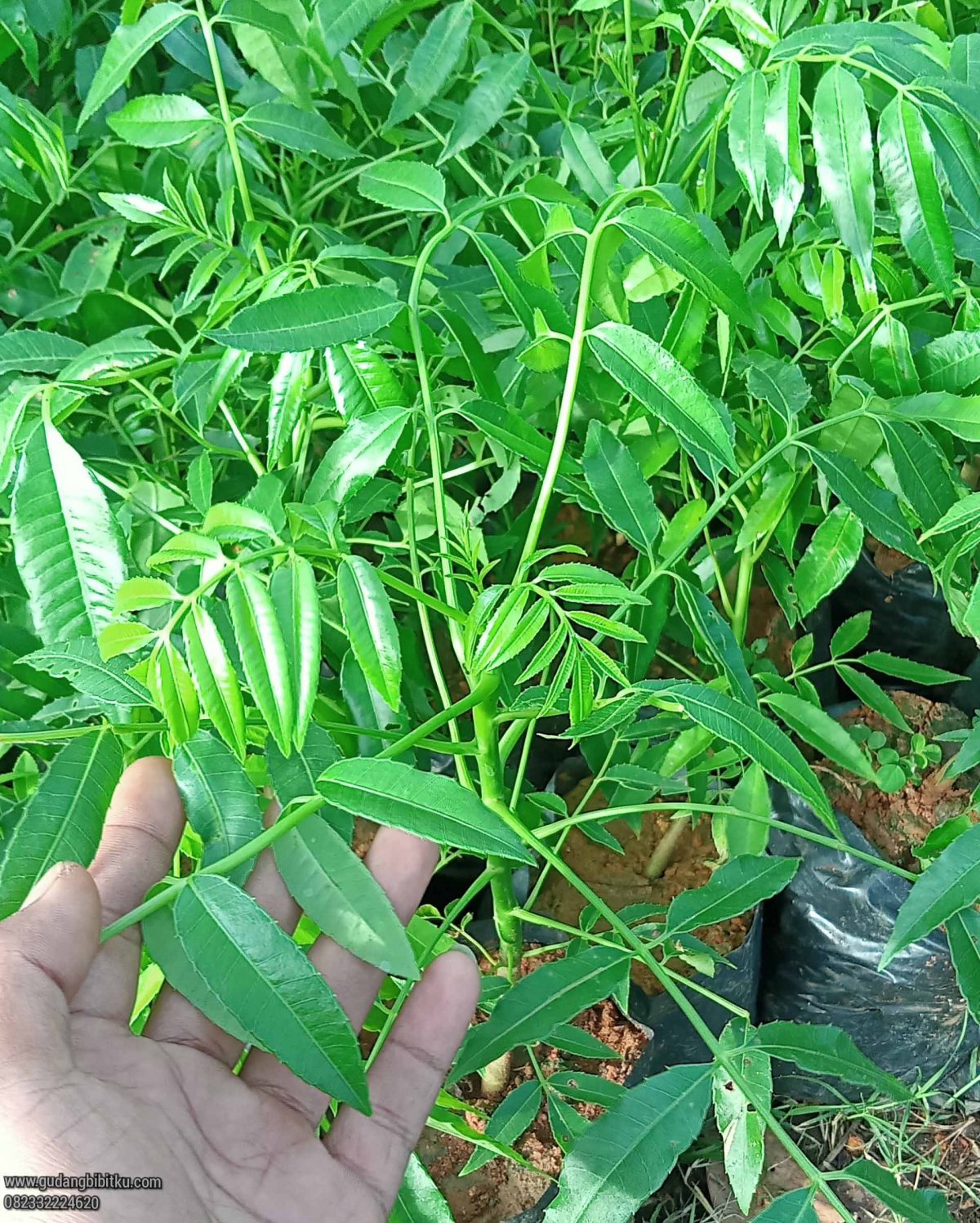 Jual Bibit Kedondong | Gudang Bibitku Jual Bibit Kedondong | Gudang Bibitku